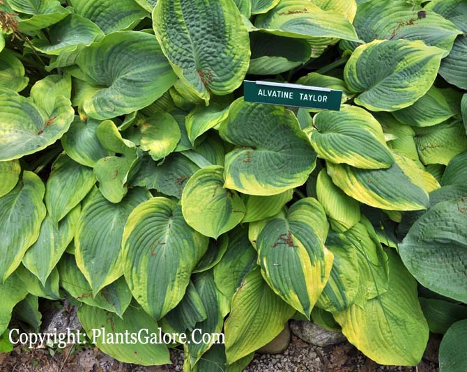 Hosta 'Alvatine Taylor' from The Hosta Helper - Presented by PlantsGalore.Com