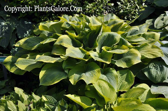 Hosta 'Climax' from The Hosta Helper - Presented by PlantsGalore.Com