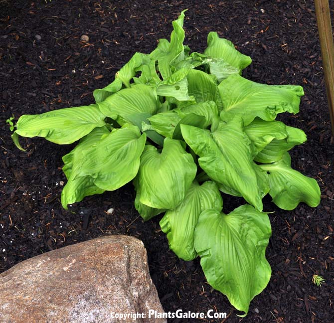 Hosta 'Embroidery' from The Hosta Helper - Presented by PlantsGalore.Com