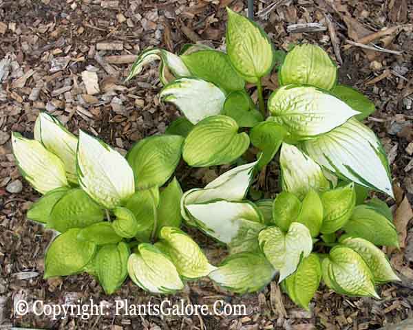 Hosta 'Eye Declare' from The Hosta Helper - Presented by PlantsGalore.Com