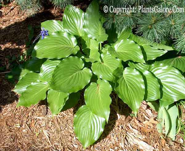 Hosta 'Invincible' from The Hosta Helper - Presented by PlantsGalore.Com