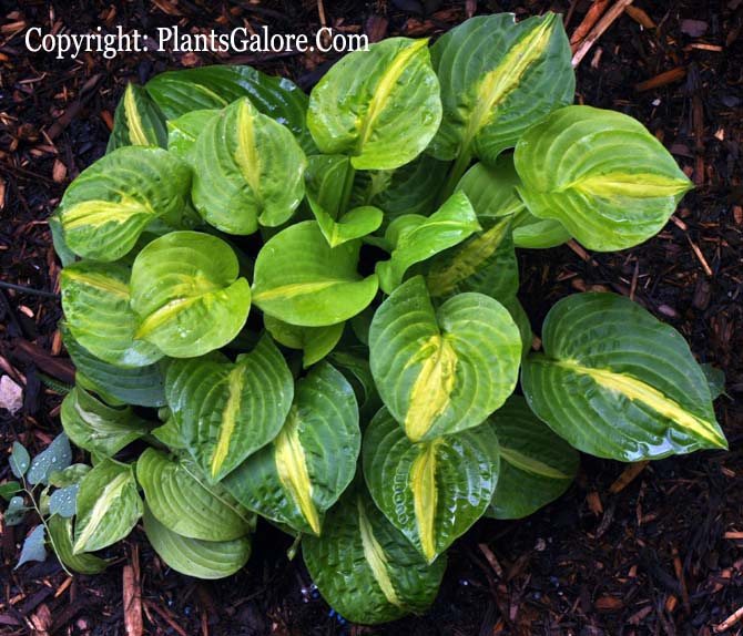 Hosta 'Mango Tango' from The Hosta Helper - Presented by PlantsGalore.Com