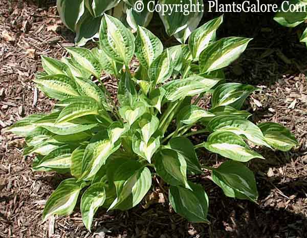 Hosta 'Snake Eyes' from The Hosta Helper - Presented by PlantsGalore.Com