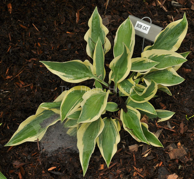 P00 Hosta 'Bobcat' from The Hosta Helper - Presented by PlantsGalore.Com