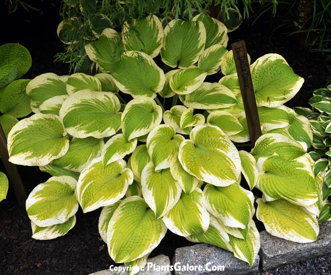 Hosta 'Delta Dawn' from The Hosta Helper - Presented by PlantsGalore.Com