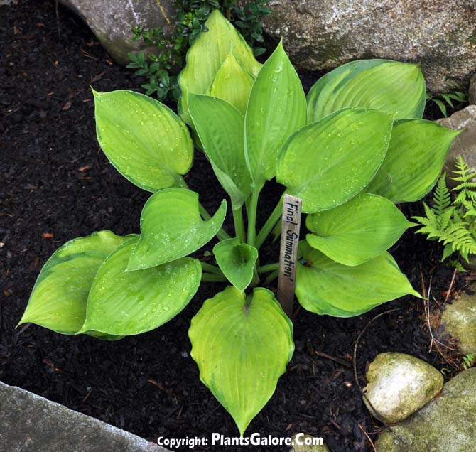 Hosta 'Final Summation' from The Hosta Helper - Presented by PlantsGalore.Com
