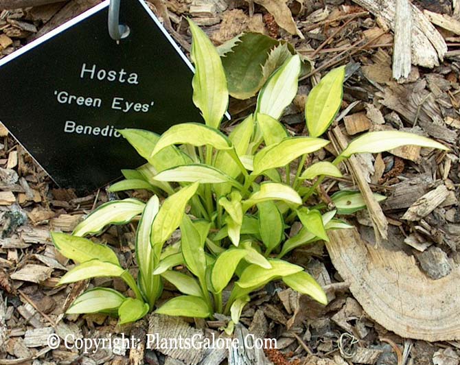 Hosta 'Green Eyes' from The Hosta Helper - Presented by PlantsGalore.Com