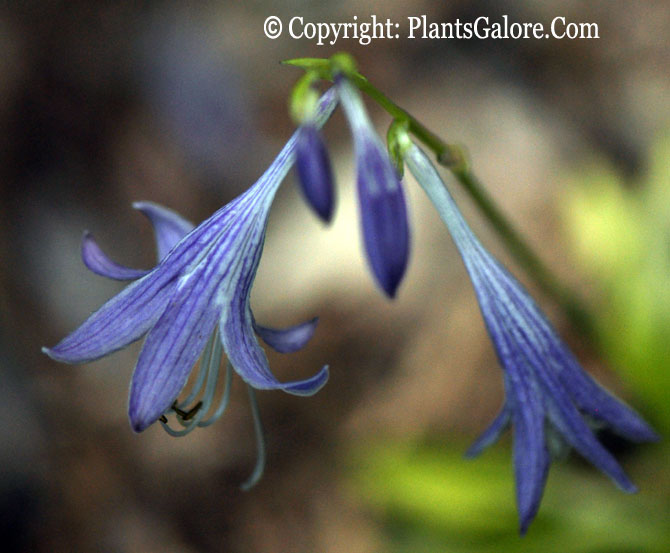 Hosta 'Green Eyes' from The Hosta Helper - Presented by PlantsGalore.Com