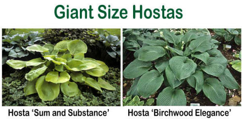Hosta Plant Size Characteristics from Hosta Helper by PlantsGalore.Com