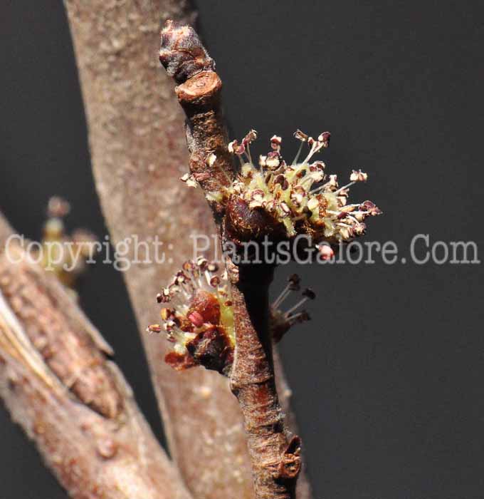 PGC-T-Ulmus-propinqua-JFS-Bieberich-aka-Emerald-Sunshine-Elm-1