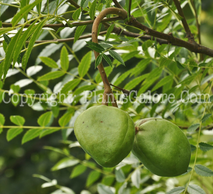 flower images, landscape plant images, ornamental plant images, tree ... flower images, landscape plant images, ornamental plant images, tree ...
